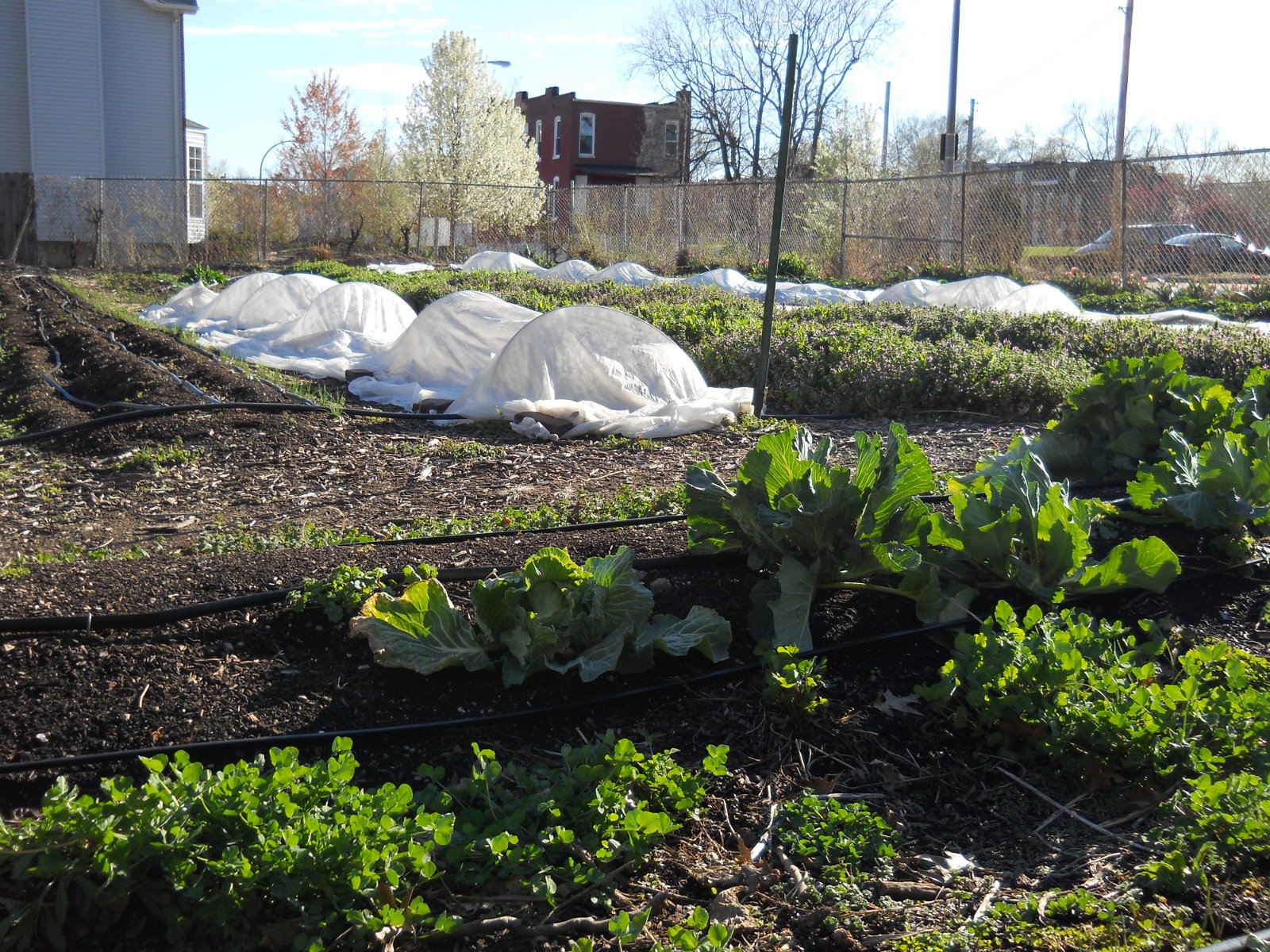 DSCN0004s – New Roots Urban Farm