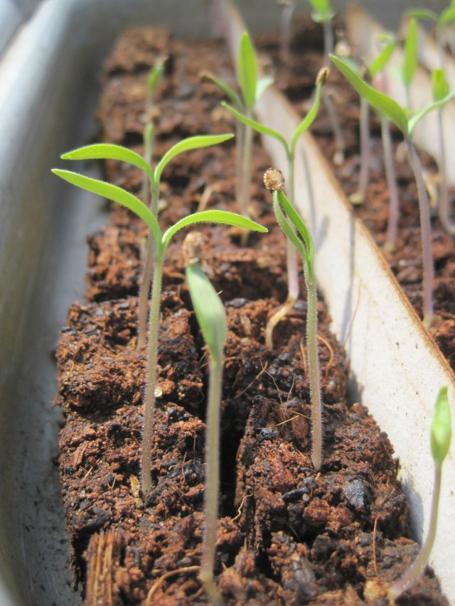 1st workshop of the year! – New Roots Urban Farm