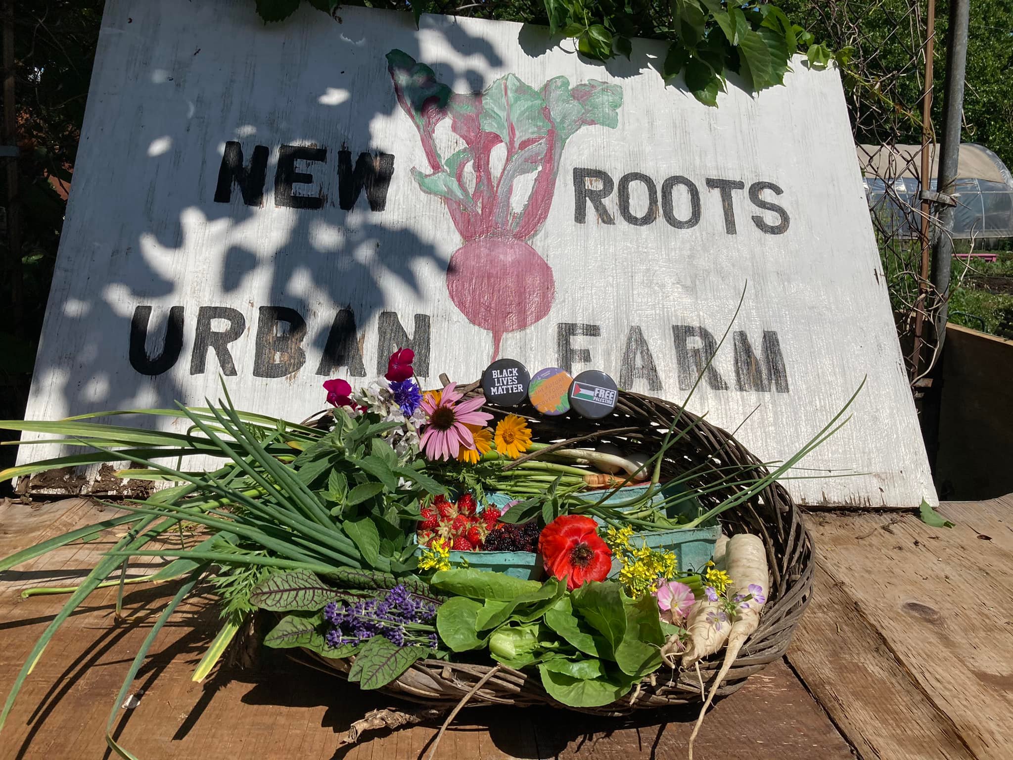 New Roots Urban Farm – working towards a sustainable local food system